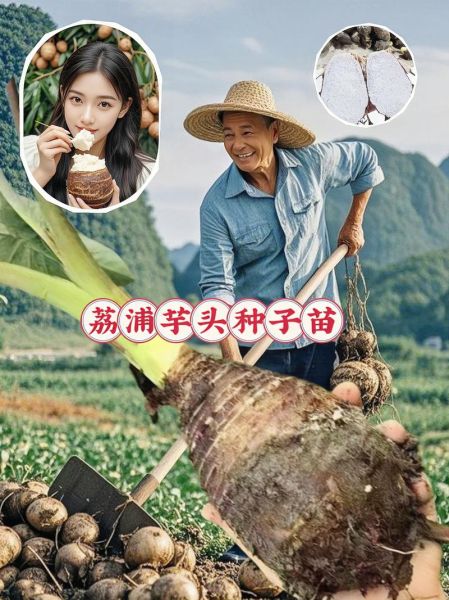 荔浦芋头图片_正宗荔浦芋头怎么挑选-第2张图片-山城妙识