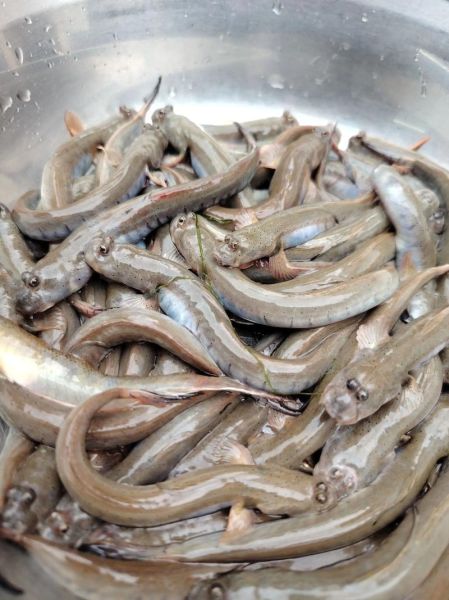 淡水跳跳鱼怎么养_淡水跳跳鱼图片大全-第3张图片-山城妙识 淡水跳跳鱼怎么养_淡水跳跳鱼图片大全-第3张图片-山城妙识