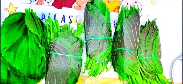 苏子叶咸菜用焯水吗_苏子叶咸菜焯水多久-第2张图片-山城妙识