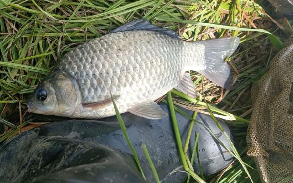 鲫鱼图片大全_高清鲫鱼图片怎么拍-第1张图片-山城妙识