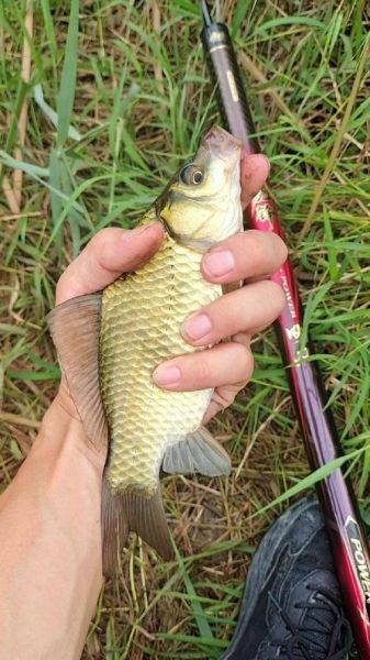 鲫鱼图片大全_高清鲫鱼图片怎么拍-第2张图片-山城妙识