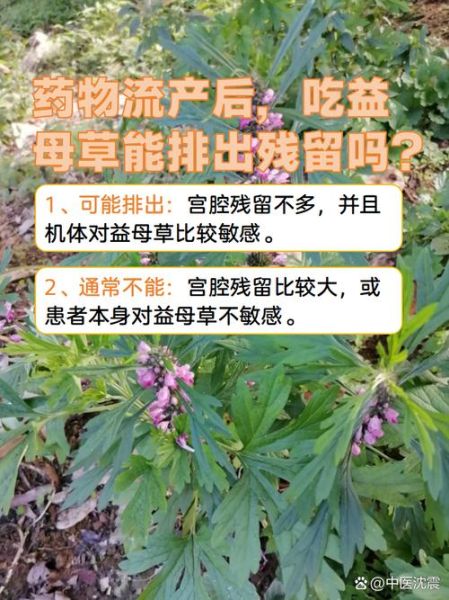 女性长期喝益母草对身体好吗_益母草长期饮用的副作用-第3张图片-山城妙识
