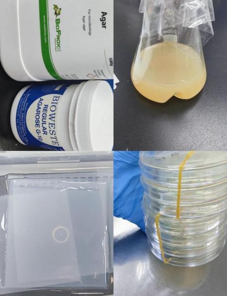 琼脂和琼脂糖的区别_琼脂糖是不是琼脂-第1张图片-山城妙识