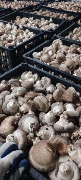 新鲜香菇多少钱一斤_新鲜香菇价格为什么波动大-第1张图片-山城妙识