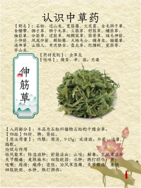 伸筋草主治什么病_伸筋草怎么用效果好-第1张图片-山城妙识