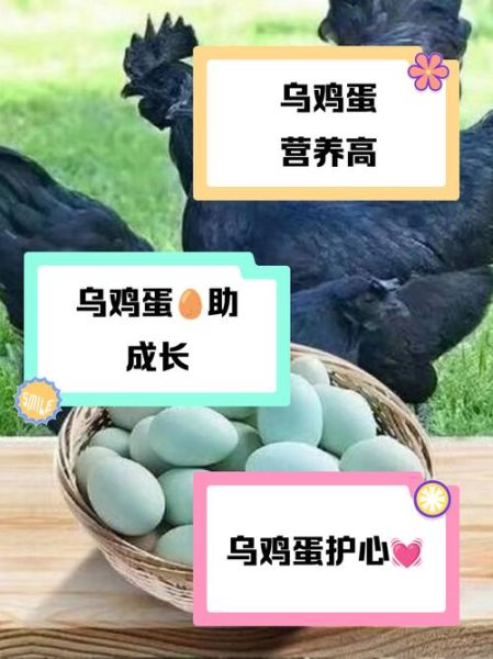 乌鸡蛋和普通鸡蛋的区别_乌鸡蛋营养价值高吗-第3张图片-山城妙识