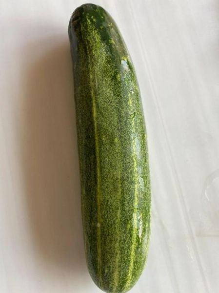 刺瓜图片长什么样_刺瓜和黄瓜的区别-第2张图片-山城妙识