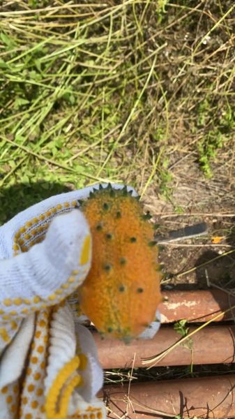 刺瓜图片长什么样_刺瓜和黄瓜的区别-第1张图片-山城妙识