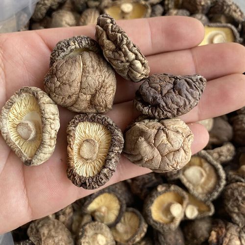 冬菇图片_如何挑选优质干冬菇-第3张图片-山城妙识