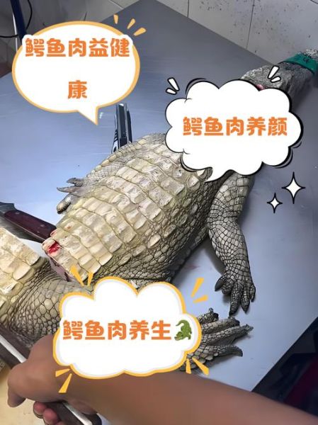 鳄鱼肉的营养价值_鳄鱼肉的副作用-第3张图片-山城妙识 鳄鱼肉的营养价值_鳄鱼肉的副作用-第3张图片-山城妙识