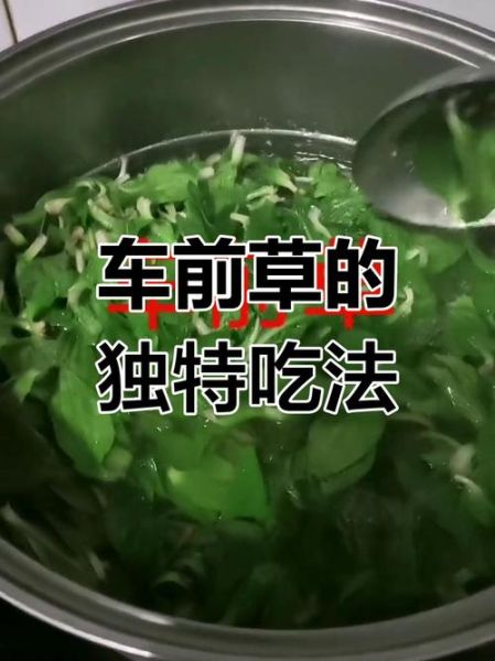新鲜车前草怎么吃_车前草的家常做法大全-第1张图片-山城妙识