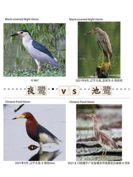 禽类和鸟类的区别_家禽与野鸟如何区分-第1张图片-山城妙识