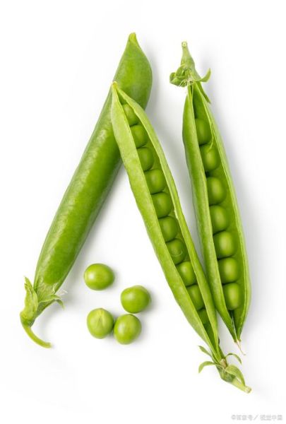 豌豆图片_豌豆长什么样-第1张图片-山城妙识 豌豆图片_豌豆长什么样-第1张图片-山城妙识