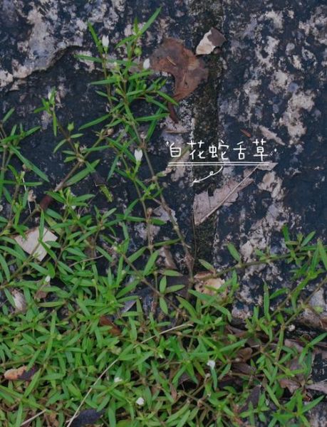 白花蛇舌草的功效与作用_白花蛇舌草能治疗哪些疾病-第3张图片-山城妙识