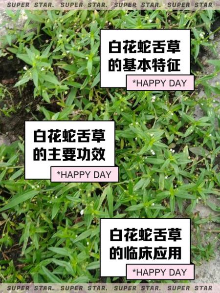白花蛇舌草的功效与作用_白花蛇舌草能治疗哪些疾病-第2张图片-山城妙识