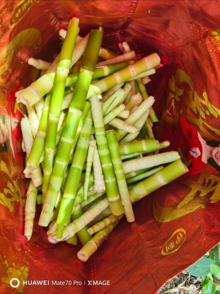 笋子有哪几种图片_新鲜竹笋品种图鉴-第3张图片-山城妙识