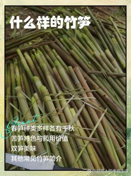 笋子有哪几种图片_新鲜竹笋品种图鉴-第1张图片-山城妙识