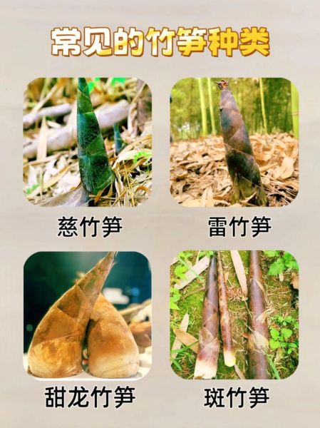 笋子有哪几种图片_新鲜竹笋品种图鉴-第2张图片-山城妙识