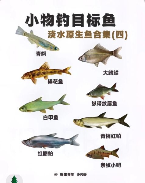 鱼的种类有哪些图片_如何快速识别常见淡水鱼-第3张图片-山城妙识