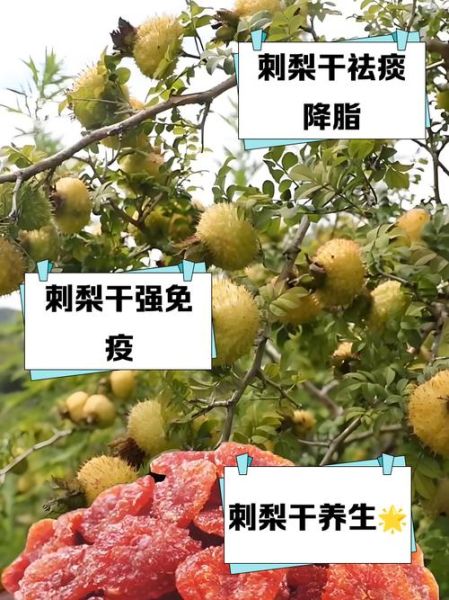 刺梨泡水喝的禁忌_哪些人不能喝刺梨水-第3张图片-山城妙识