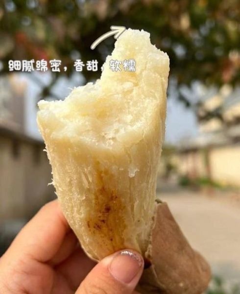白薯怎么吃_白薯可以蒸着吃吗-第3张图片-山城妙识 白薯怎么吃_白薯可以蒸着吃吗-第3张图片-山城妙识
