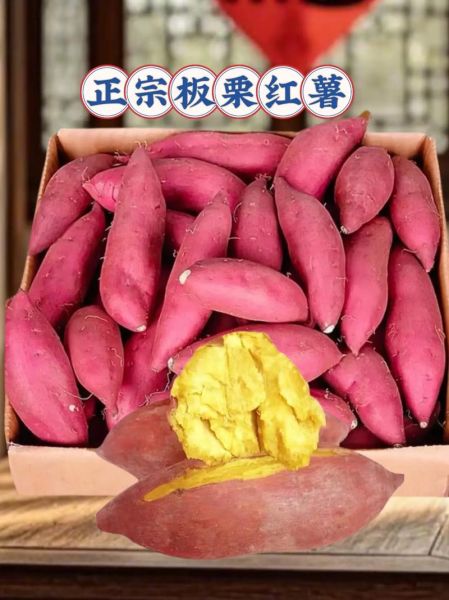 板栗红薯怎么挑选_板栗红薯热量高吗-第2张图片-山城妙识