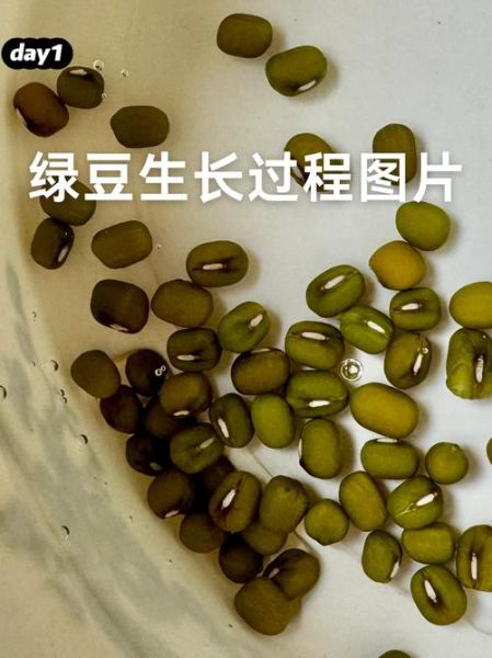 生绿豆芽怎么发最快_生绿豆芽图片步骤详解-第3张图片-山城妙识