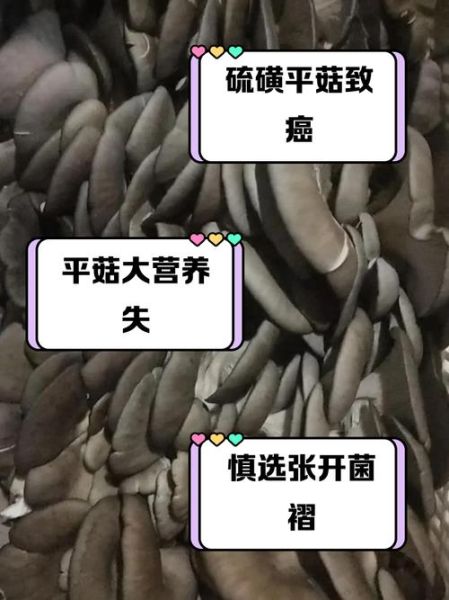 平菇不能和什么一起吃_平菇的禁忌人群有哪些-第3张图片-山城妙识