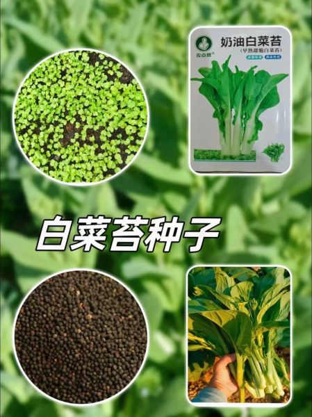 菜籽图片大全_如何识别不同品种-第3张图片-山城妙识