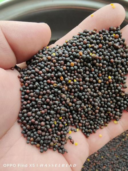 菜籽图片大全_如何识别不同品种-第2张图片-山城妙识