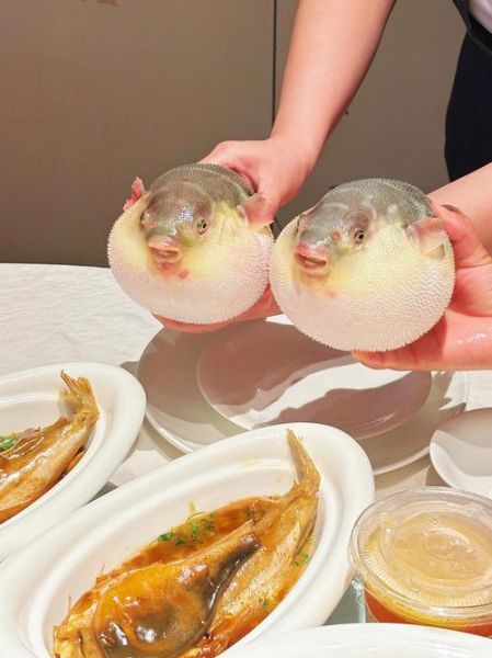 河豚的做法有几种_河豚怎么处理最安全-第1张图片-山城妙识