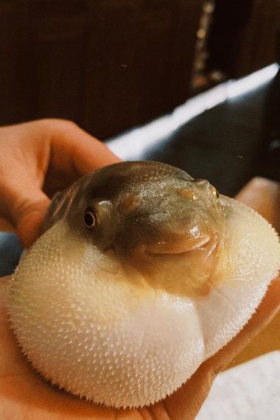 河豚的做法有几种_河豚怎么处理最安全-第3张图片-山城妙识