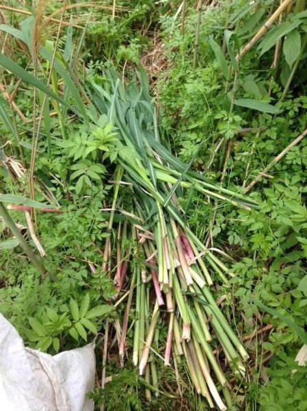 芦苇笋的功效与作用_芦苇笋怎么吃最健康-第3张图片-山城妙识