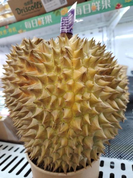 榴莲视频大全怎么下载_榴莲视频大全最新地址在哪-第1张图片-山城妙识 榴莲视频大全怎么下载_榴莲视频大全最新地址在哪-第1张图片-山城妙识