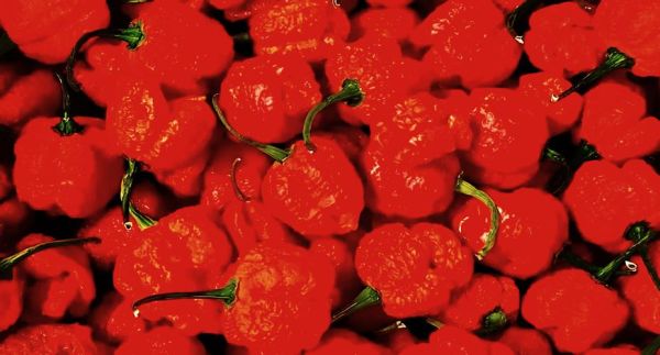 世界上最辣的辣椒排名_吃辣椒会死吗-第2张图片-山城妙识