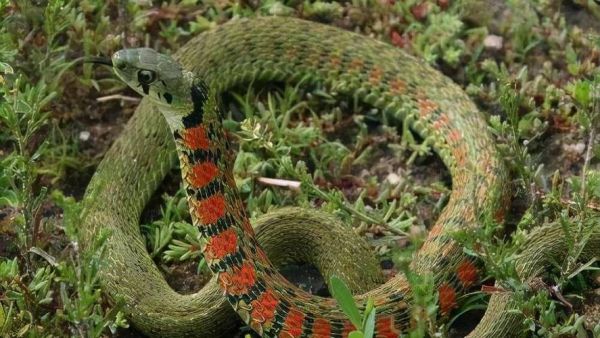 野鸡脖子蛇有毒吗_被咬后怎么处理-第2张图片-山城妙识