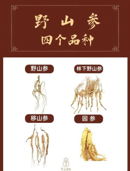 千年人参图片真假辨别_野生千年人参长什么样-第1张图片-山城妙识 千年人参图片真假辨别_野生千年人参长什么样-第1张图片-山城妙识