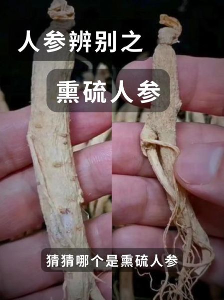 千年人参图片真假辨别_野生千年人参长什么样-第2张图片-山城妙识 千年人参图片真假辨别_野生千年人参长什么样-第2张图片-山城妙识