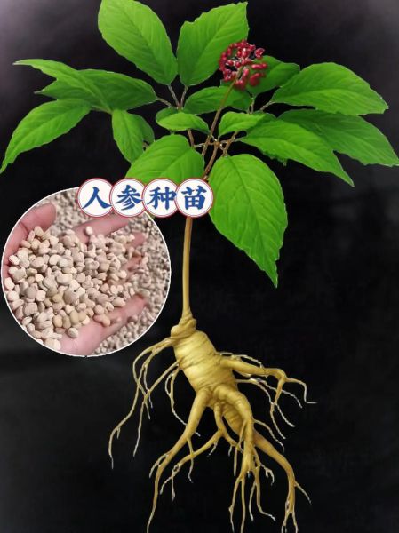 千年人参图片真假辨别_野生千年人参长什么样-第3张图片-山城妙识 千年人参图片真假辨别_野生千年人参长什么样-第3张图片-山城妙识