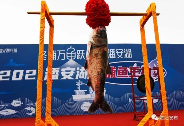 头鱼拍卖规则_头鱼拍卖成交价是多少-第1张图片-山城妙识