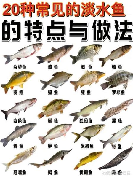 淡水鱼饲料配方怎么配_淡水鱼饲料配方有哪些-第3张图片-山城妙识