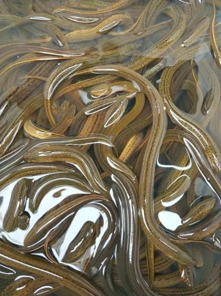 泥鳅市场价多少钱一斤_泥鳅价格行情2024-第2张图片-山城妙识