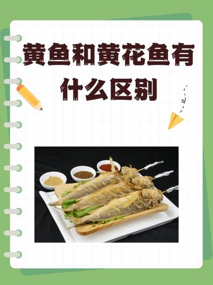 野生大黄鱼和养殖的区别_怎么分辨野生大黄鱼-第2张图片-山城妙识