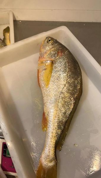 野生大黄鱼和养殖的区别_怎么分辨野生大黄鱼-第3张图片-山城妙识