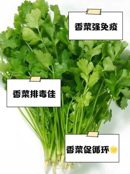 元菜是什么菜_元菜图片长什么样-第1张图片-山城妙识