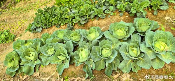 元菜是什么菜_元菜图片长什么样-第2张图片-山城妙识