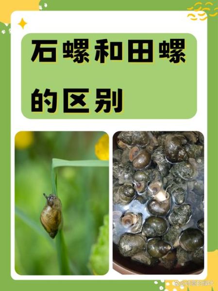 田螺吃什么饲料_田螺养殖技术-第2张图片-山城妙识