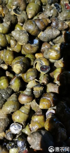 田螺吃什么饲料_田螺养殖技术-第3张图片-山城妙识