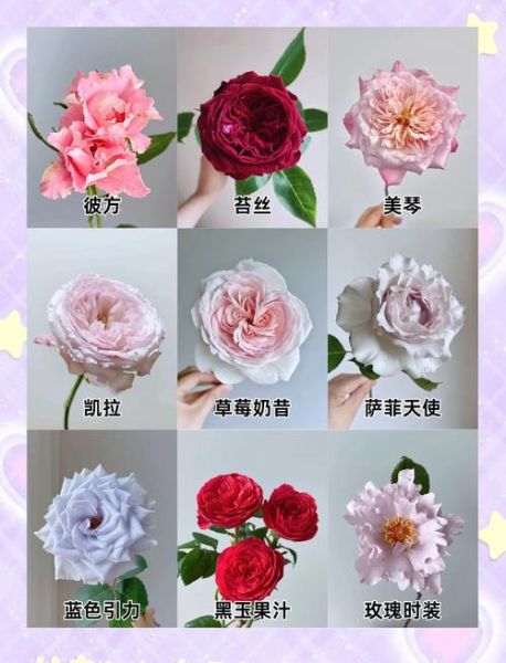 玫瑰品种大全_最美玫瑰图片怎么拍-第1张图片-山城妙识