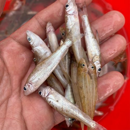 冰冻沙丁鱼怎么做好吃_冰冻沙丁鱼的家常做法-第3张图片-山城妙识